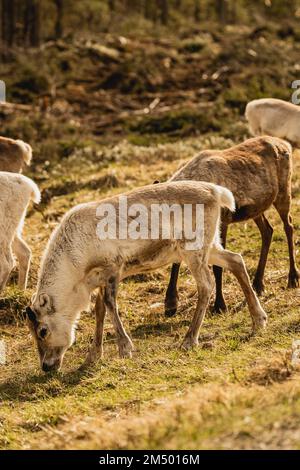 A group of fluffy forest reindeer grazing on a rural grassy valley ...