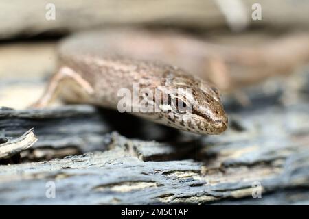 Common Australian garden Skink (Lampropholis guichenoti), head macro ...