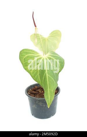 Green house plant isolated on white background Stock Photo - Alamy