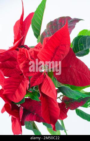 Beautiful Euphorbia pulcherrima, Christmas Star, pink poinsettia flower ...