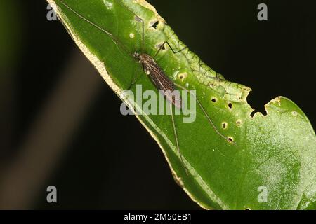 Lesser cranefly (Limoniidae Stock Photo - Alamy