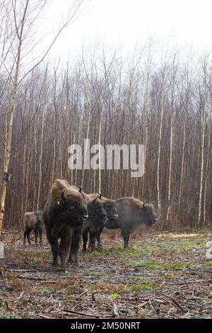 First UK wild bison herd: bull meeting females for first time, December ...