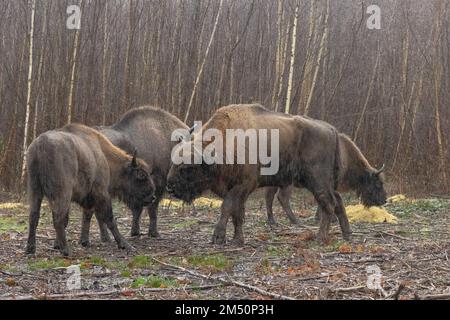 First UK wild bison herd: bull meeting females for first time, December ...