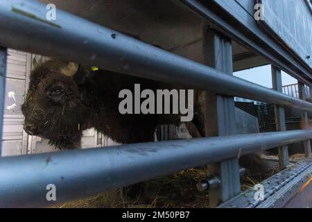 UK's first bull bison arriving in lorry from Germany, early morning ...