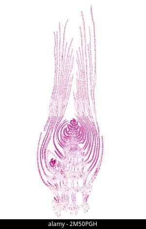 Apical bud of an aquatic plant, longitudinal section through the top of ...