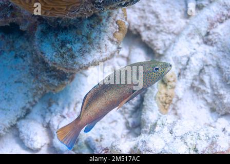 Reddish Coney cephalopholis fulvus with multi colors Stock Photo - Alamy