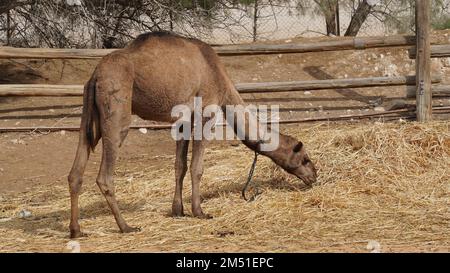 A young dromedary, Camelus dromedarius, also called Arabian camel, one ...