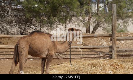 A young dromedary, Camelus dromedarius, also called Arabian camel, one ...