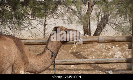 A young dromedary, Camelus dromedarius, also called Arabian camel, one ...