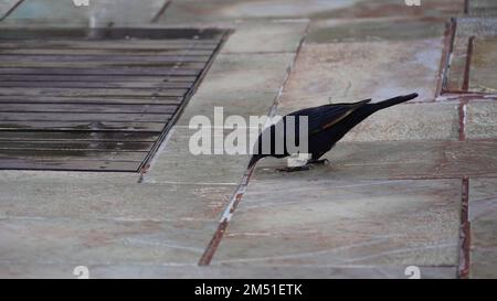 Closeup of a male Tristam's starling drinking water in a street in ...
