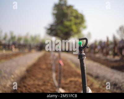 Water springer and vegetable field Stock Photo - Alamy