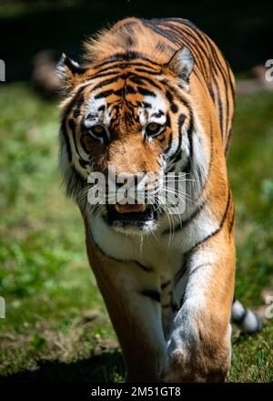 Siberian Tiger at Toronto Zoo, Toronto, Ontario, Canada Stock Photo - Alamy