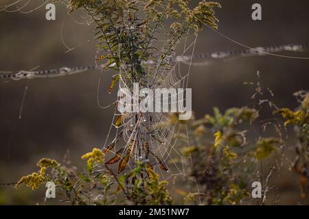 A symmetric spider web hanging on the plants in the forest Stock Photo ...