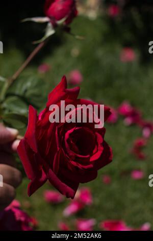 Beautiful colorful rose in hand Stock Photo - Alamy