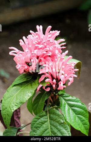 Beautiful Brazilian Blume flowers in nature background Stock Photo - Alamy