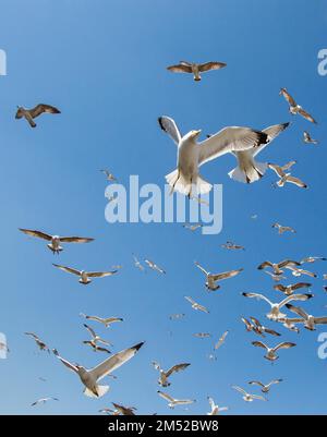 Flock of seagulls skying in the sky Stock Photo - Alamy