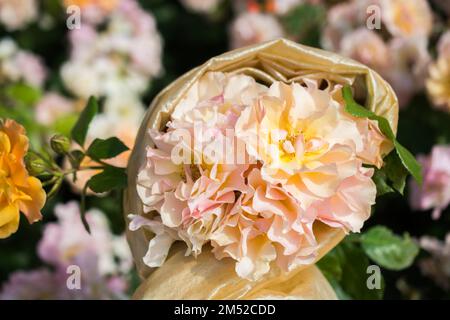 Blooming beautiful bunch of roses in spring garden Stock Photo - Alamy