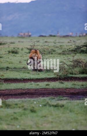 A vertical shot of a Male lion dragging a wart-hog kill in the Masai ...