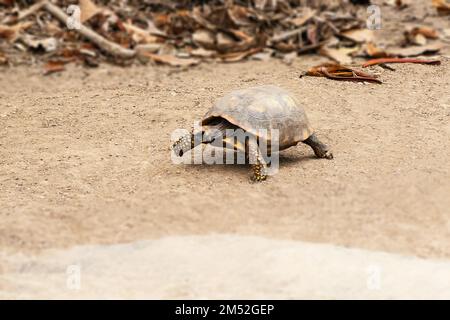 Tortoise walking slowly on dusty earth ground hard shelled animal Stock ...