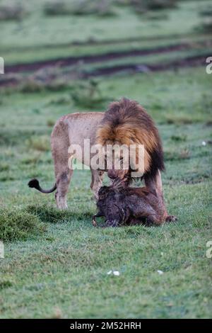 A vertical shot of a Male lion dragging a wart-hog kill in the Masai ...