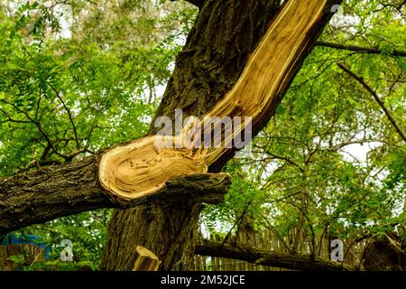 Gale force Wind tore branch from tree Stock Photo - Alamy