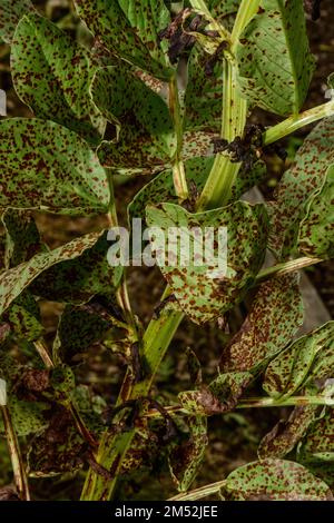 Broad bean plant with Chocolate spot disease on the foliage, a fungal ...