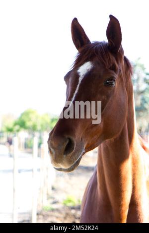 The horse - Equus ferus caballus, popular beautiful large domestic ...