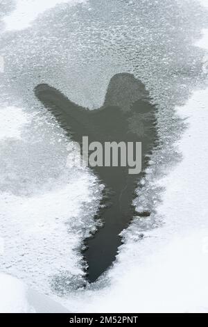 A puddle of meltwater on the lake. A puddle covered with a thin crust ...