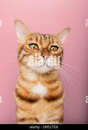 Funny Bengal cat on a pink background. Portrait on a wide-angle lens ...