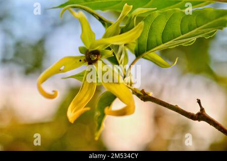 A closeup shot of Ylang-ylang plant hanging from the branch with a ...