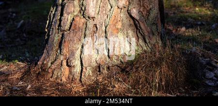 Texture of the nordic pine, bark. Natural structure of pine tree bark ...