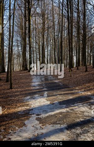 A forest ground with high sunny leafless trees, vertical shot Stock ...