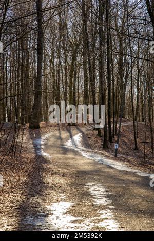 A forest ground with high sunny leafless trees, vertical shot Stock ...