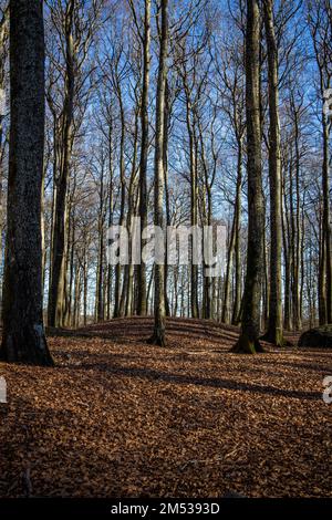 A forest ground with high sunny leafless trees, vertical shot Stock ...