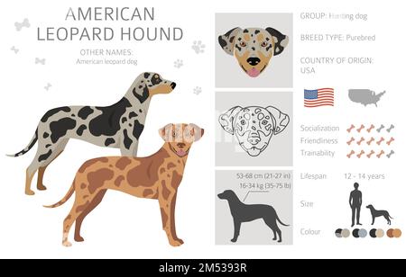 American leopard hound all coat colors clipart. All dog breeds ...
