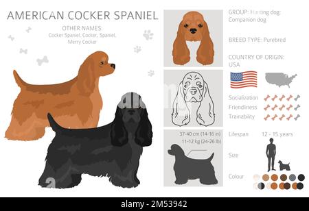 American cocker spaniel all coat colors clipart. All dog breeds ...