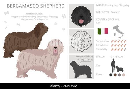 Bergamasco shepherd clipart. Different coat colors and poses set ...