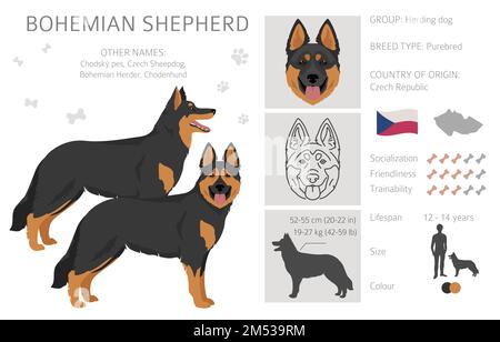 Bohemian shepherd clipart. Different coat colors and poses set. Vector ...