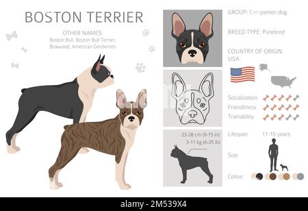 Boston Terrier dog clipart. All coat colors set. Different position ...