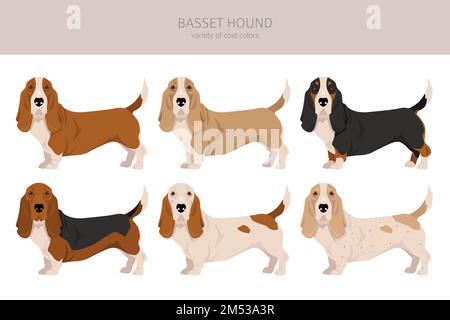 Basset Hound dog clipart. All coat colors set. Different position. All ...