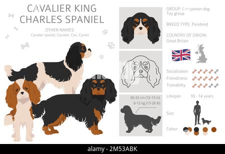 Cavalier King Charles Spaniel clipart. All coat colors set. Different ...