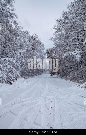 Wisconsin forest and road after a snowstorm with a tree blocking the ...