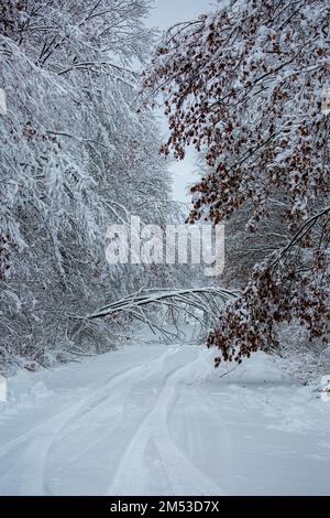 Wisconsin forest and road after a snowstorm with a tree blocking the ...