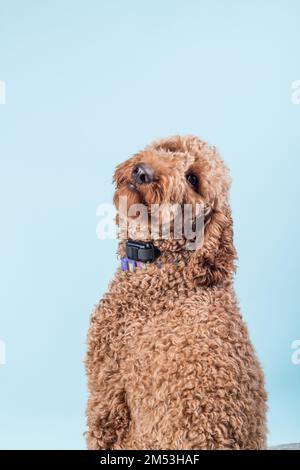 A vertical closeup portrait of fluffy Labradoodle dog posing on camera ...