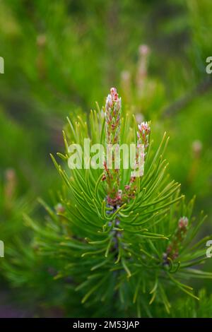 Detailed Christmas tree branches background. Detail of fresh spruce ...