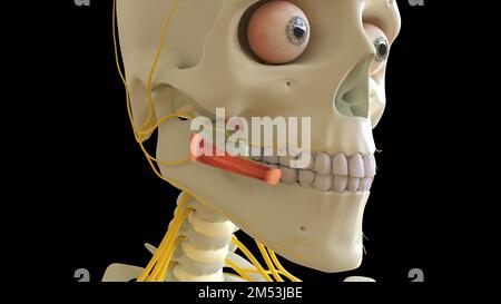 Risorius muscle, illustration Stock Photo - Alamy