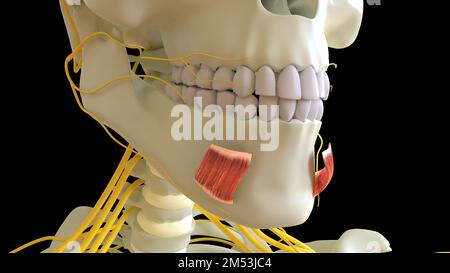 Depressor Supercilii Muscle anatomy for medical concept 3D illustration ...