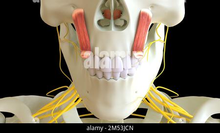 Levator Labii Superioris Muscle anatomy for medical concept 3D ...