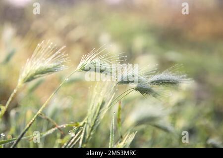 Foxtails with dew on them seen up close Stock Photo - Alamy
