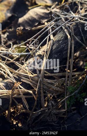 Root coming out of the ground seen up close Stock Photo - Alamy